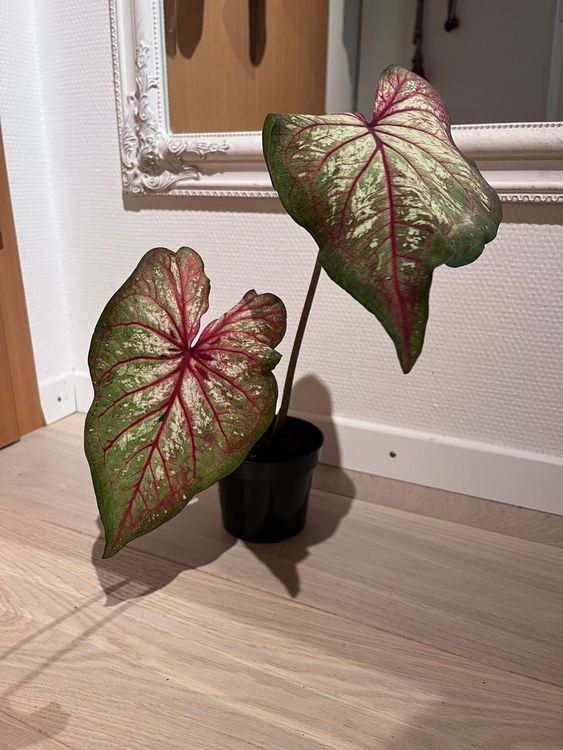 Caladium Spring Fling #1 | Kaufen auf Ricardo
