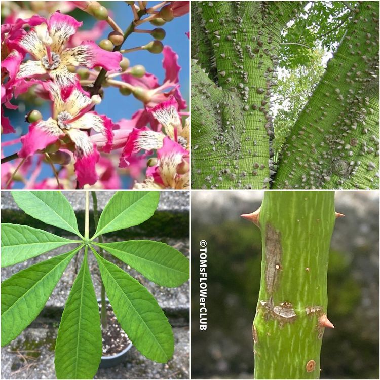 Chorisia Speciosa / Seidenbaum 105cm (Neu (gemäss Beschreibung)) in Adliswil für CHF 258 – mit ...