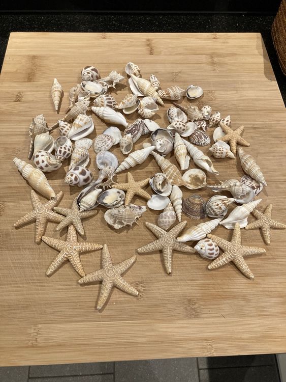 Dekorations Muscheln 🐚 (Gebraucht) in Klosters für CHF 10 – mit Lieferung auf Ricardo kaufen