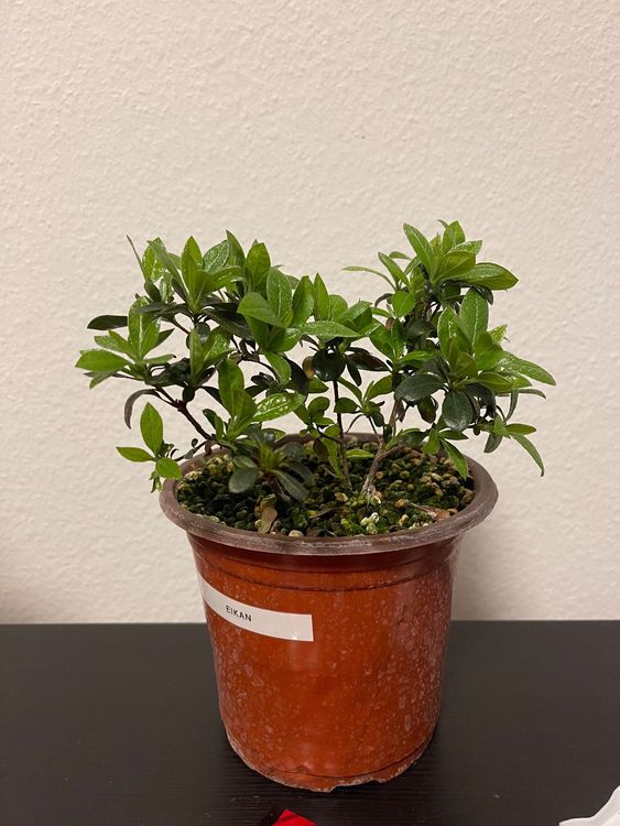 Azalea Satsuki ab 1.- | Kaufen auf Ricardo