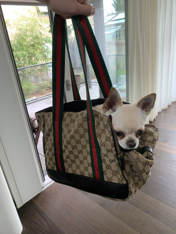 Gucci Dog Carrier (Neu (gemäss Beschreibung)) in Münchenstein für CHF ...