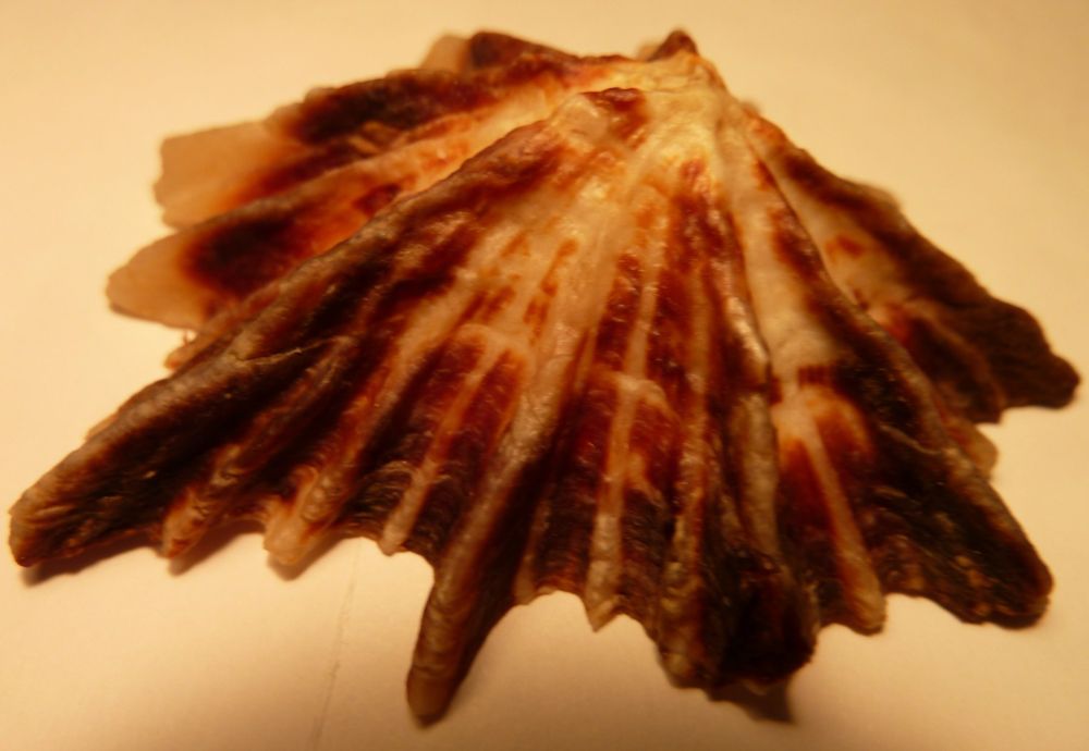 SELTENE PATELLA LONGICOSTA,-MUSCHEL,-64,6 MM,--MEERESWASSER (Gebraucht) in Zürich für CHF 35 ...