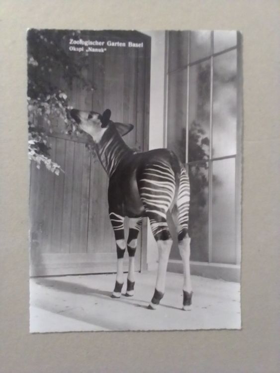 AK Zoo Basel s/w Karte Okapi Nanuk 1958 (908) (Gebraucht) in Küttigen ...