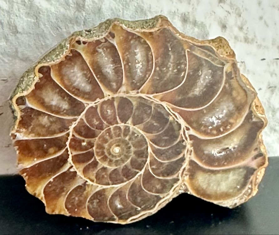 Faszinierender Ammonit - Versteinerung aus der Urzeit (Gebraucht) in ...
