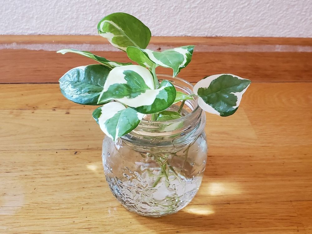 Efeutute Epipremnum pinnatum "N'Joy" - Stecklinge (Nr. 1) (Gebraucht ...