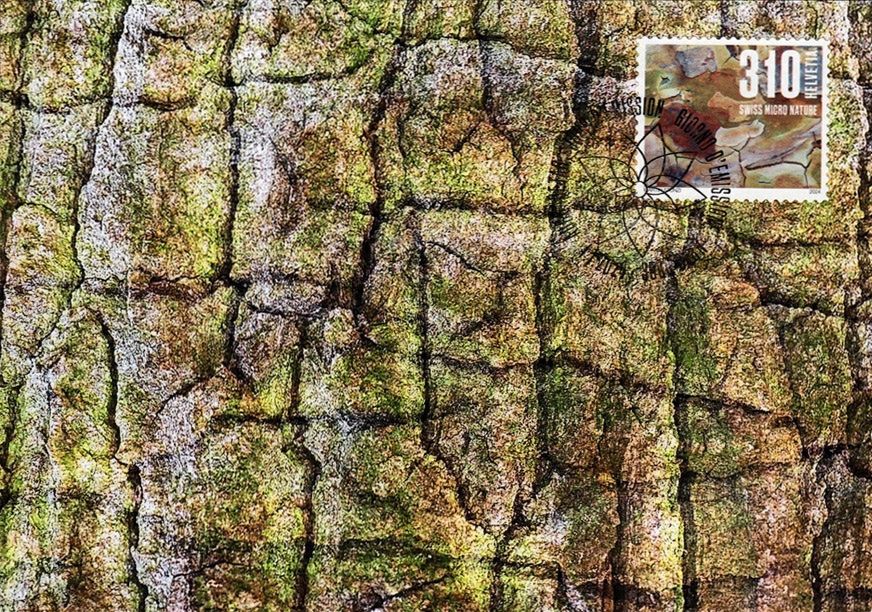 Maximumkarte Naturmuster - Baumrinde | Kaufen auf Ricardo