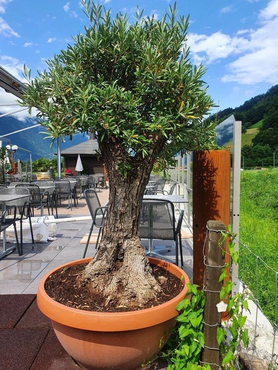 Olivenbaum Bonsai 200cm Winterhart (Neu und originalverpackt) in Wilderswil für CHF 700 – nur ...