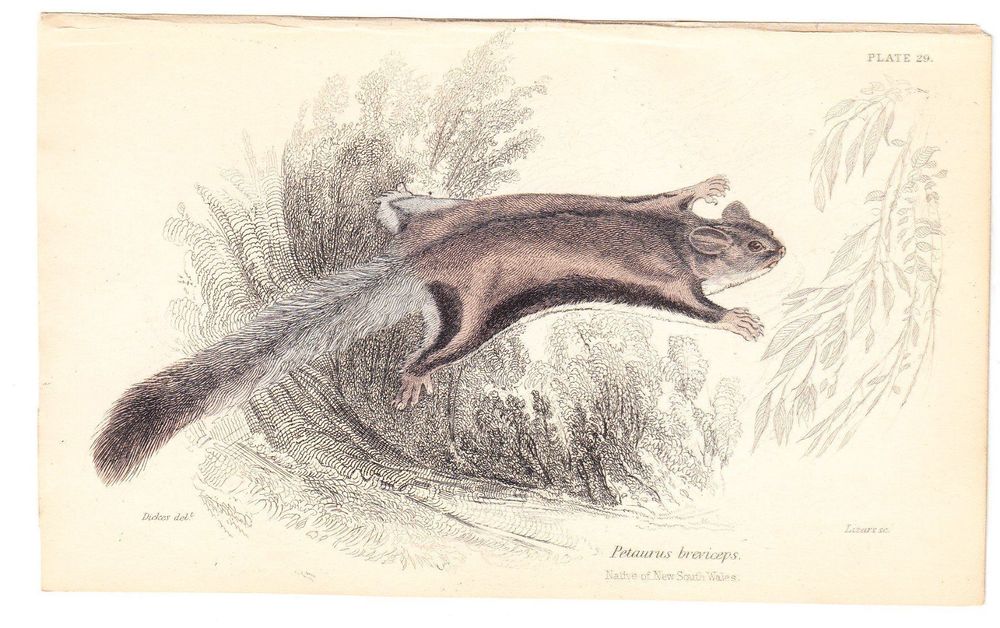 Petaurus breviceps - Stahlstich ca. 1840 (Gebraucht) in zürich für CHF ...