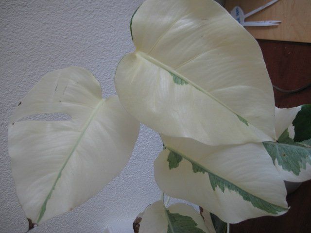 Monstera Variegata Fullmoon Albo Mint Wetstick (Gebraucht) in für CHF ...