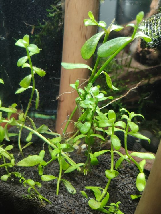 Bacopa Monnieri ''compact'' Aquariumpflanze | Kaufen auf Ricardo