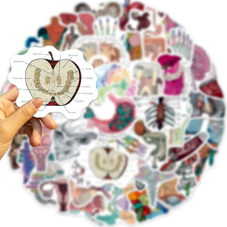 50 Stk. Sticker/Aufkleber -Menschliche Anatomie | Kaufen auf Ricardo