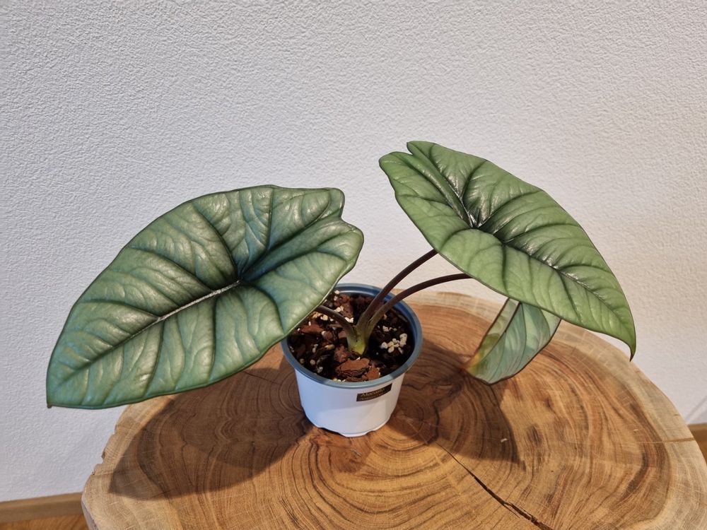 Alocasia Bisma / Platinum | Kaufen auf Ricardo
