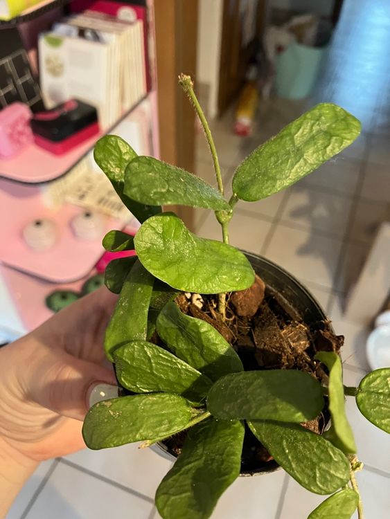 Hoya rotundifolia plante d’intérieur | Kaufen auf Ricardo