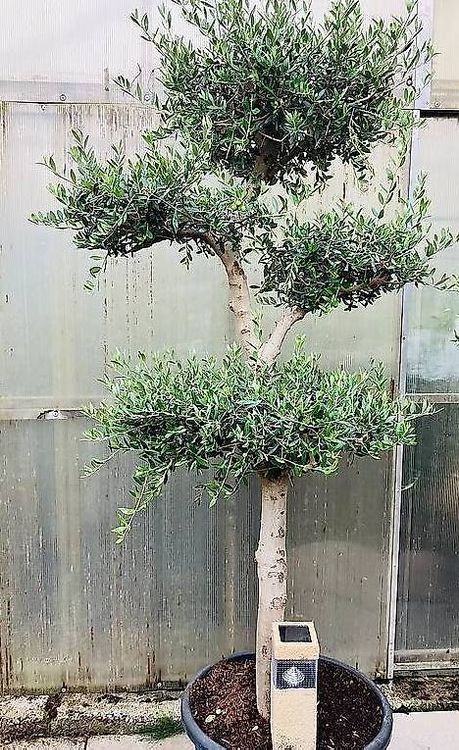 Olivenbaum "Pom-Pom" Gr.L (Gebraucht) in Zuckenriet für CHF 730 – nur Abholung auf Ricardo kaufen