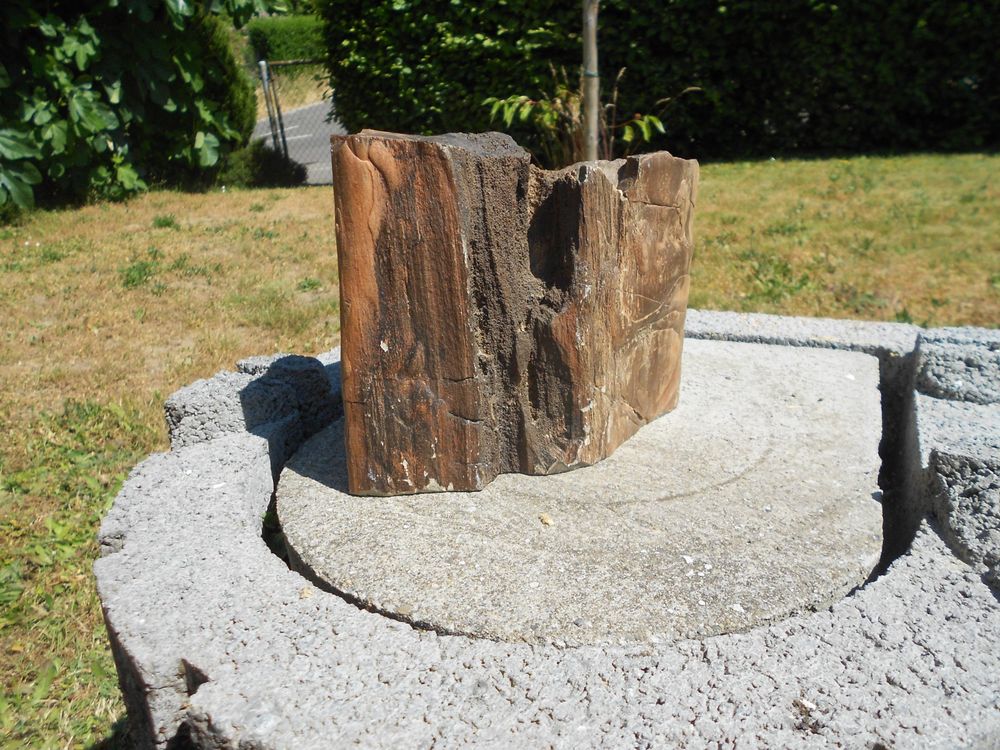 Versteinerter Holzstamm Holzscheit versteinert (Gebraucht) in für CHF ...