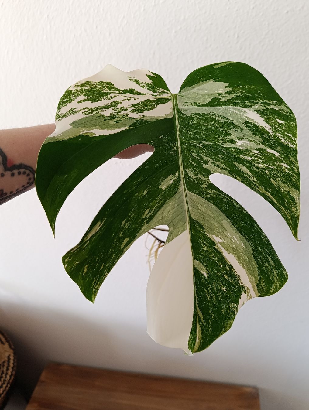 Monstera Deliciosa Variegata Samen