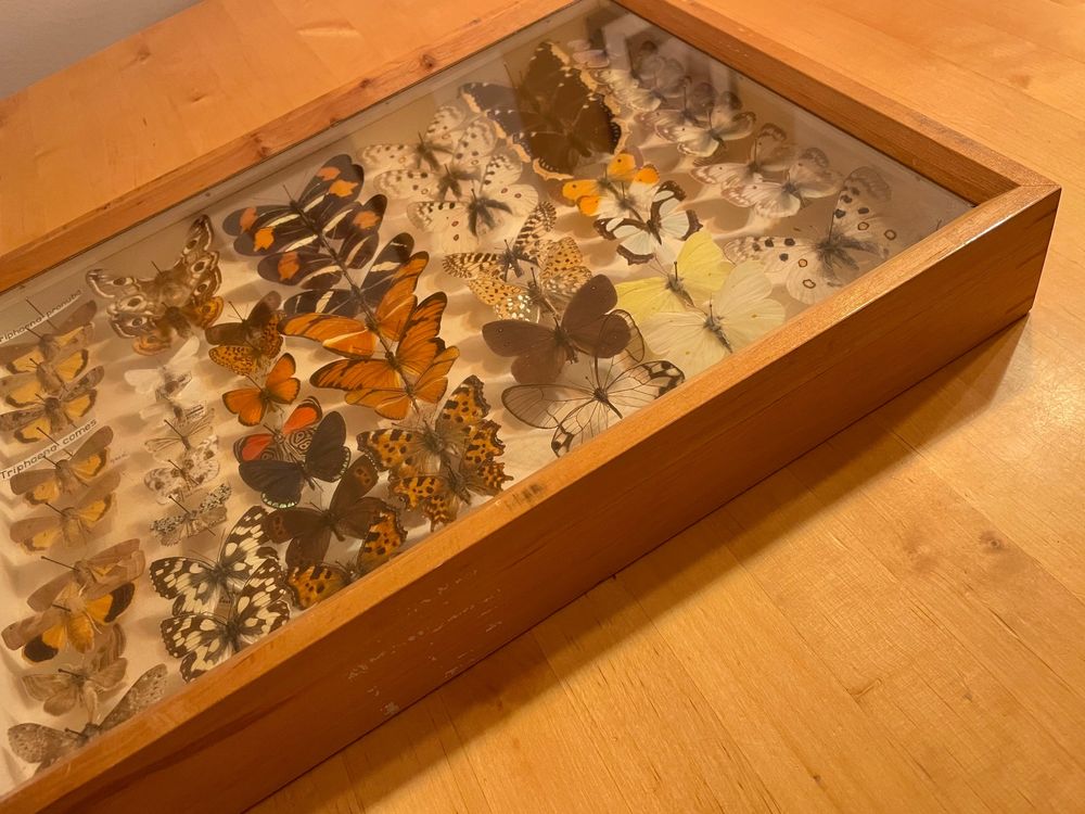 Echte Schmetterlinge grosse Sammlung im Schaukasten (Gebraucht) in kaiseraugst für CHF 100 – mit ...