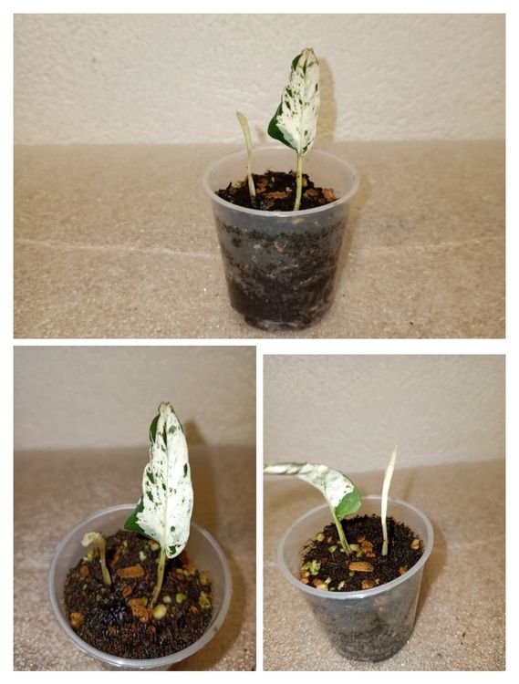 Epipremnum Cebu Blue Variegata (Neu (gemäss Beschreibung)) in ...