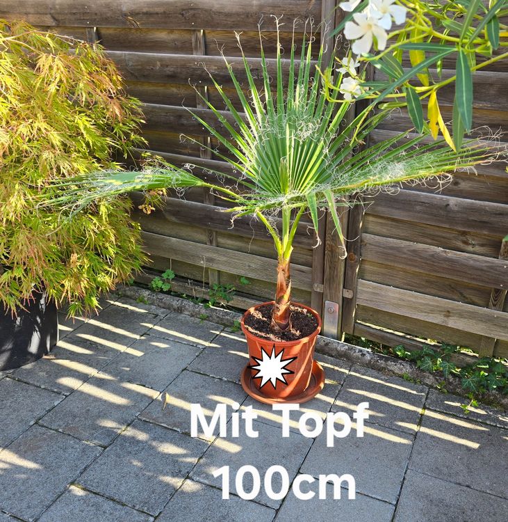 Palme Washington robusta (Gebraucht) in Aarburg für CHF 46 – nur ...
