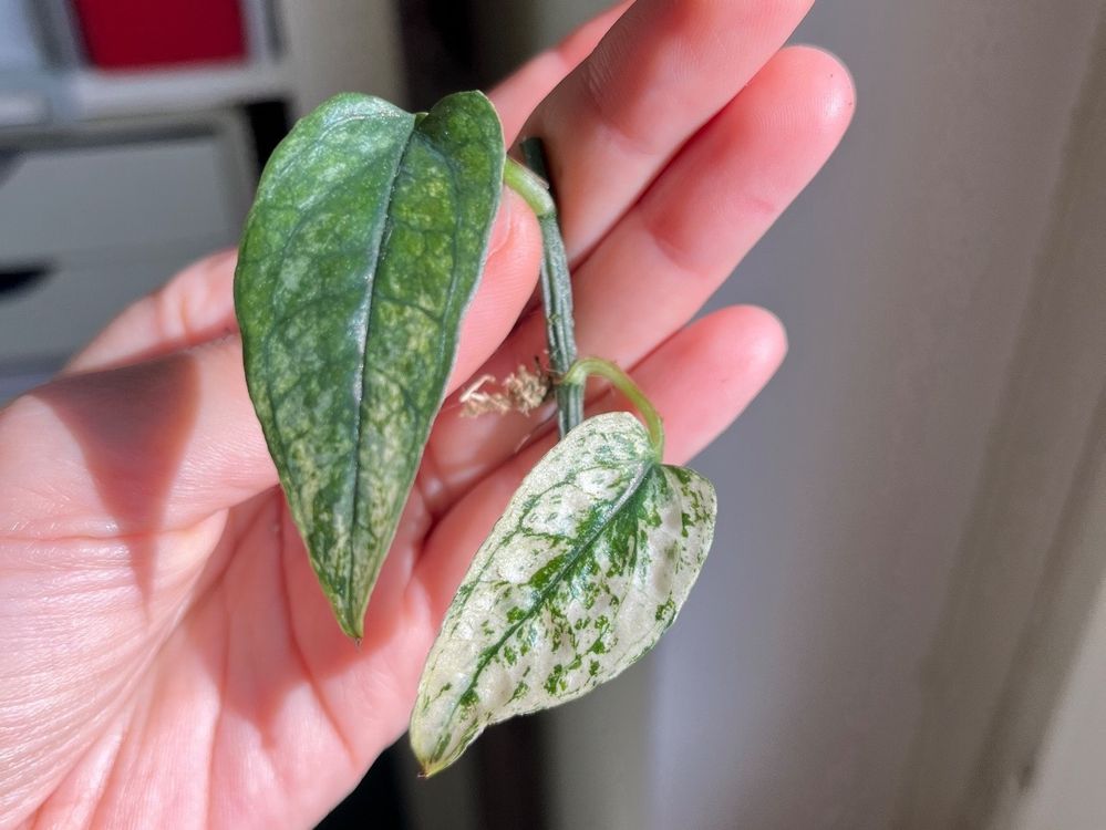 Epipremnum cebu blue albo variegated (Rare) (Gebraucht) in Zürich für ...