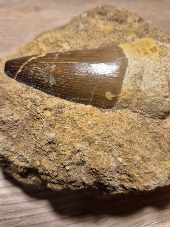 Dent fossile de mosasaure – Crétacé – pièce de collection (Gebraucht ...