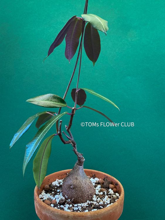 Fockea natalensis - CAUDEX (Neu (gemäss Beschreibung)) in Adliswil für CHF 258 – mit Lieferung ...