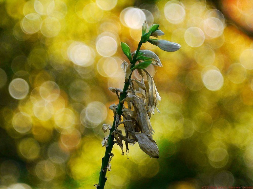 HEUTE 1967 Steinheil Cassarit 100mm f3.5 M42 Trioplan Bokeh (Gebraucht) in Dietikon für CHF 350 ...