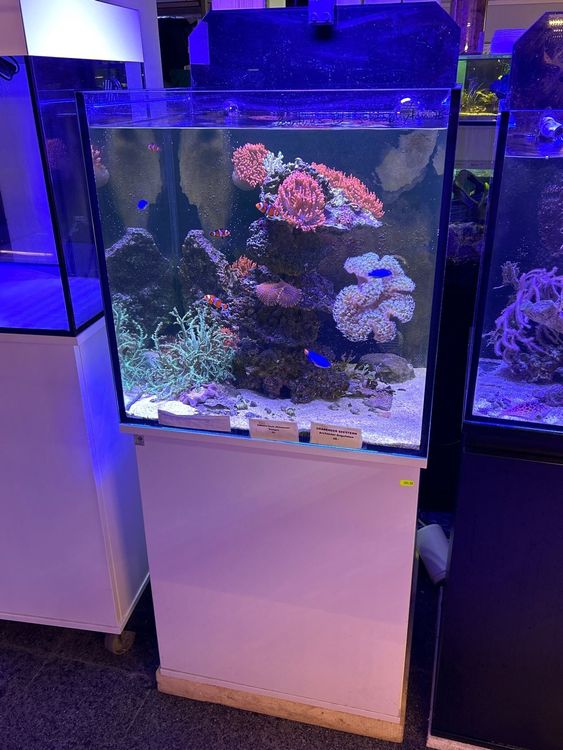 Meerwasser Aquarium Komplett neu 4.Wochen Lieferzeit Neu (Neu (gemäss Beschreibung)) in Zuchwil ...