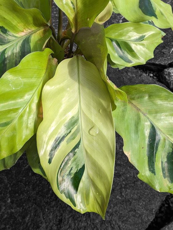 Calathea sp. 'Fusion Yellow' | Kaufen auf Ricardo