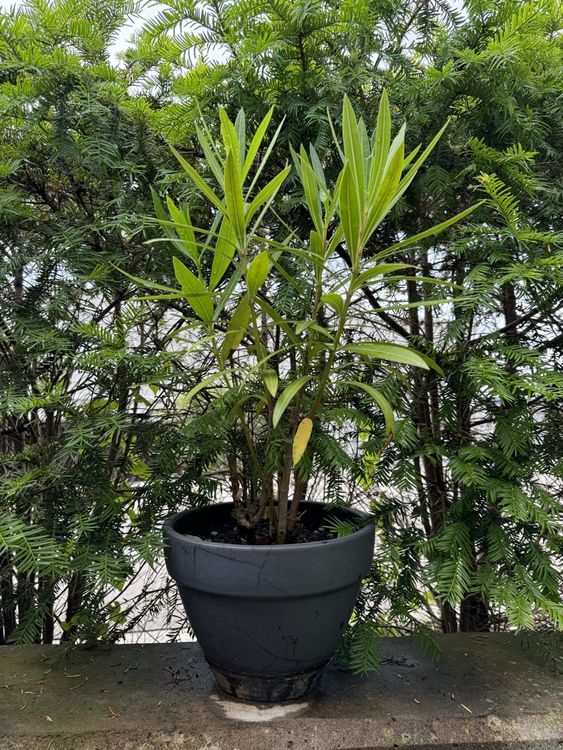 Mini Oleander mit Topf | Kaufen auf Ricardo