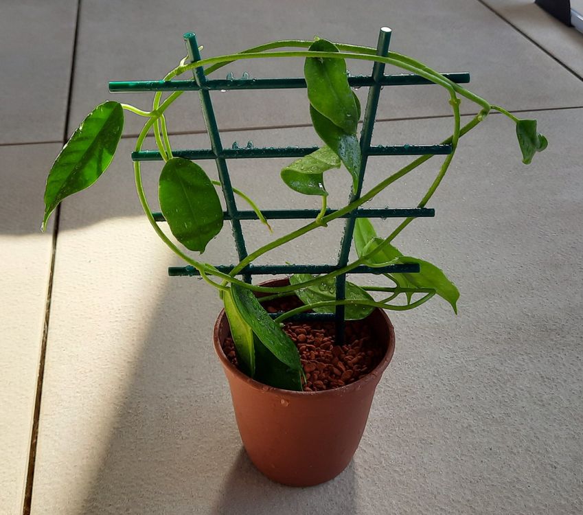 Hoya Sussuela | Kaufen auf Ricardo