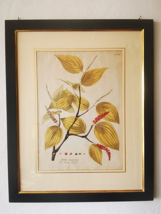 Kupferstich PFEFFERSTRAUCH um 1795, Joseph Jacob Plenck Wien (Gebraucht ...