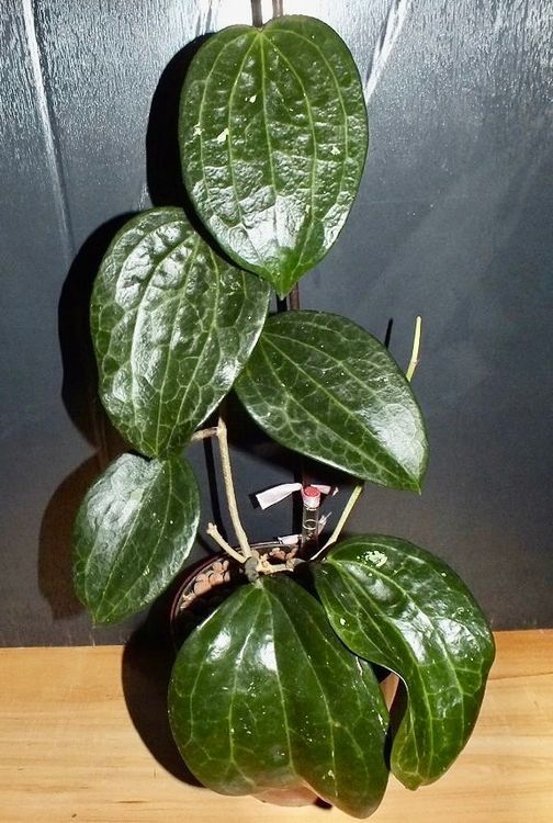 Hoya Latifolia | Kaufen auf Ricardo