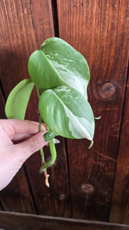 Monstera Deliciosa Variegata, schöner Kopfsteckling (Gebraucht) in Mettmenstetten für CHF 30 ...