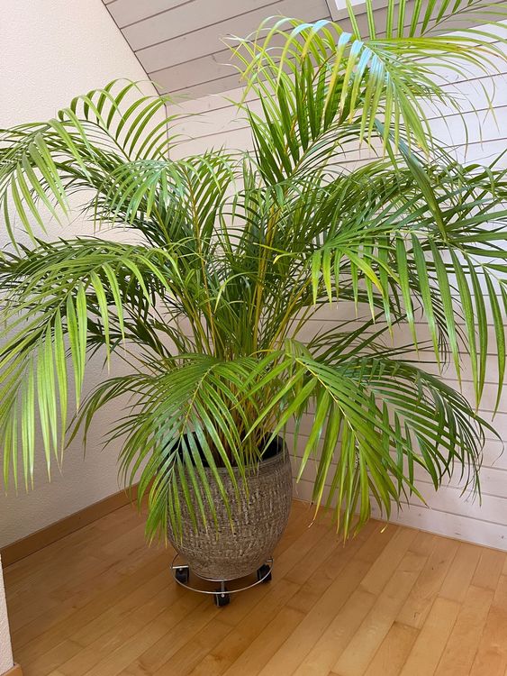 Palme | Kaufen auf Ricardo