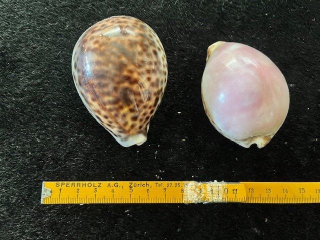 Kauri Muscheln - 2 Stück - von den Malediven (D'occasion) à Romanshorn ...