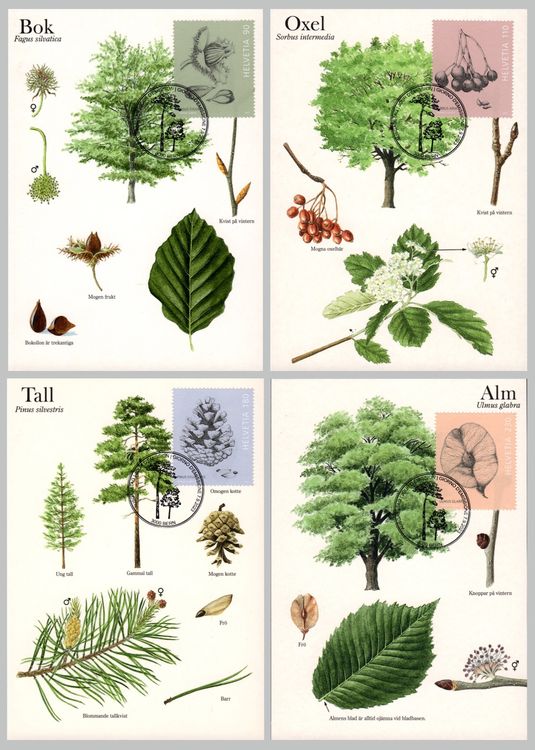 4 MK Baumfrüchte - Buche, Mehlbeere, Waldföhre, Ulmen | Kaufen auf Ricardo