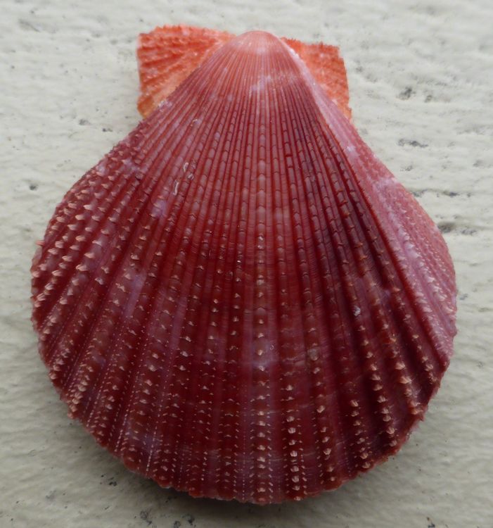 CHLAMYS SENATORIA MUSCHEL,-PURPUR / ROT, GROSS, SEHR SCHÖN (Gebraucht ...