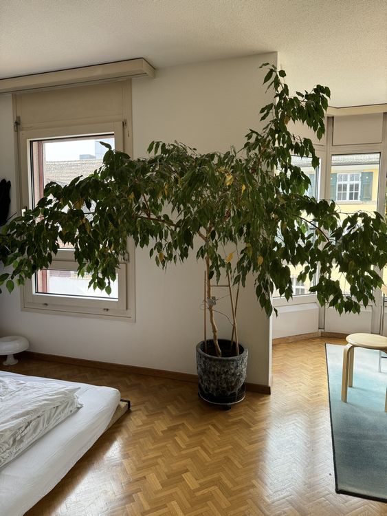 Wunderschöner Zimmerbaum Ficus Benjamina (Gebraucht) in Zürich für CHF ...