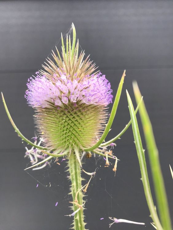 WEBER-KARDE - KARDENDISTEL/ KARDE -DIPSACUS FULLONUM - LILA (Neu ...