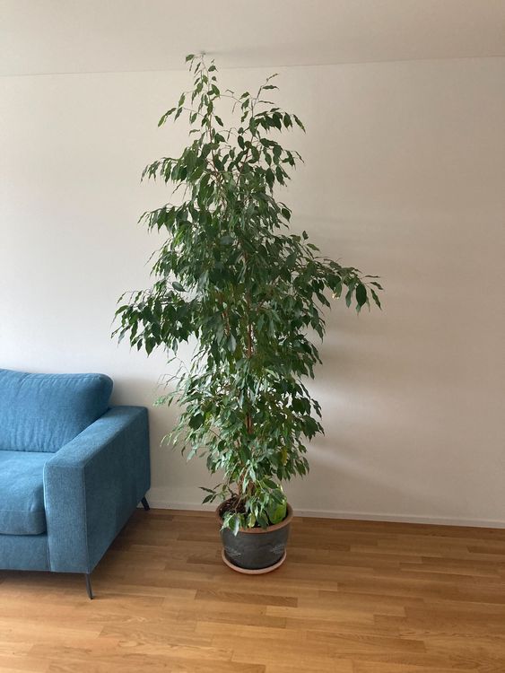 Zimmerpflanze Ficus Benjamini | Kaufen auf Ricardo