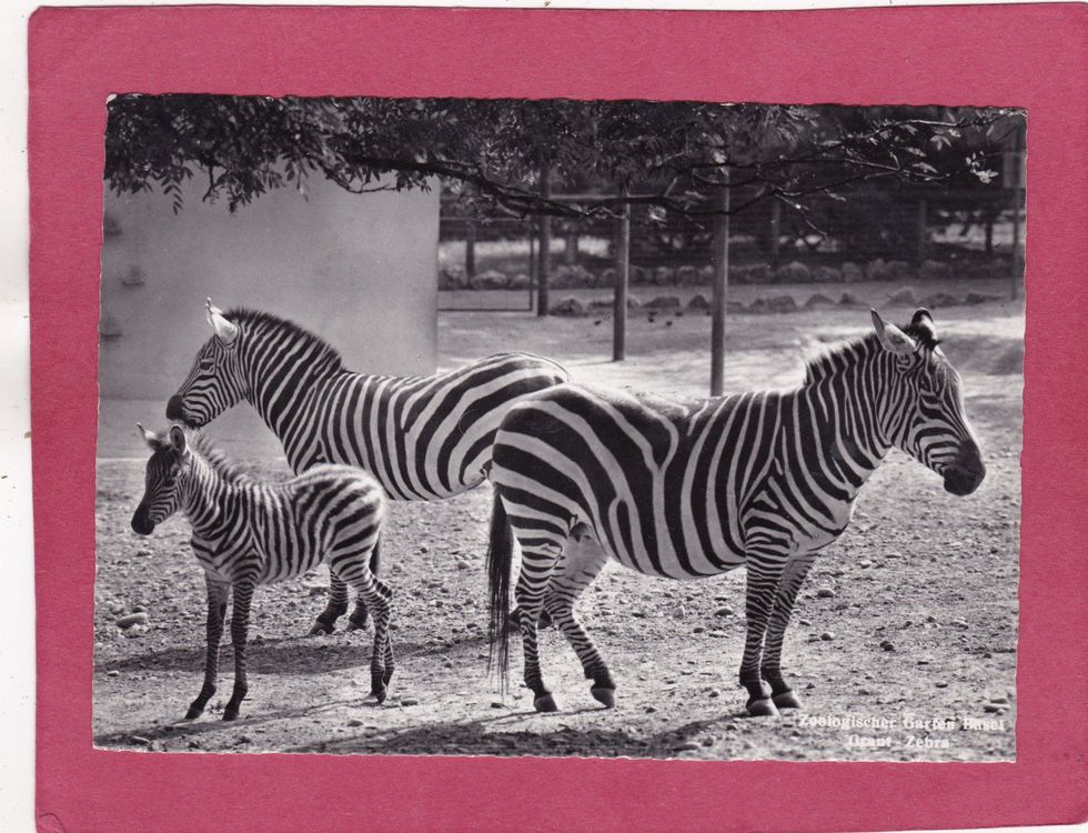 Basel Zoo Grant Zebra 1958 (Gebraucht) in Herisau für CHF 1 – mit ...