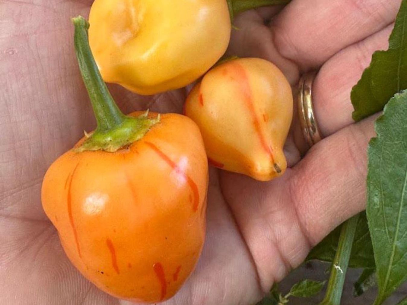 🔥 Chili - Peppapeach Stripey (Schärfe 3-5), 5 Samen (Neu und ...