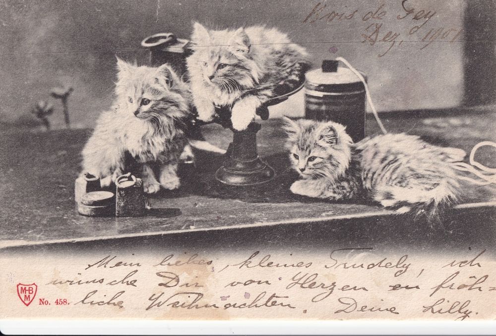 Birkengewachs Mit Katzchen