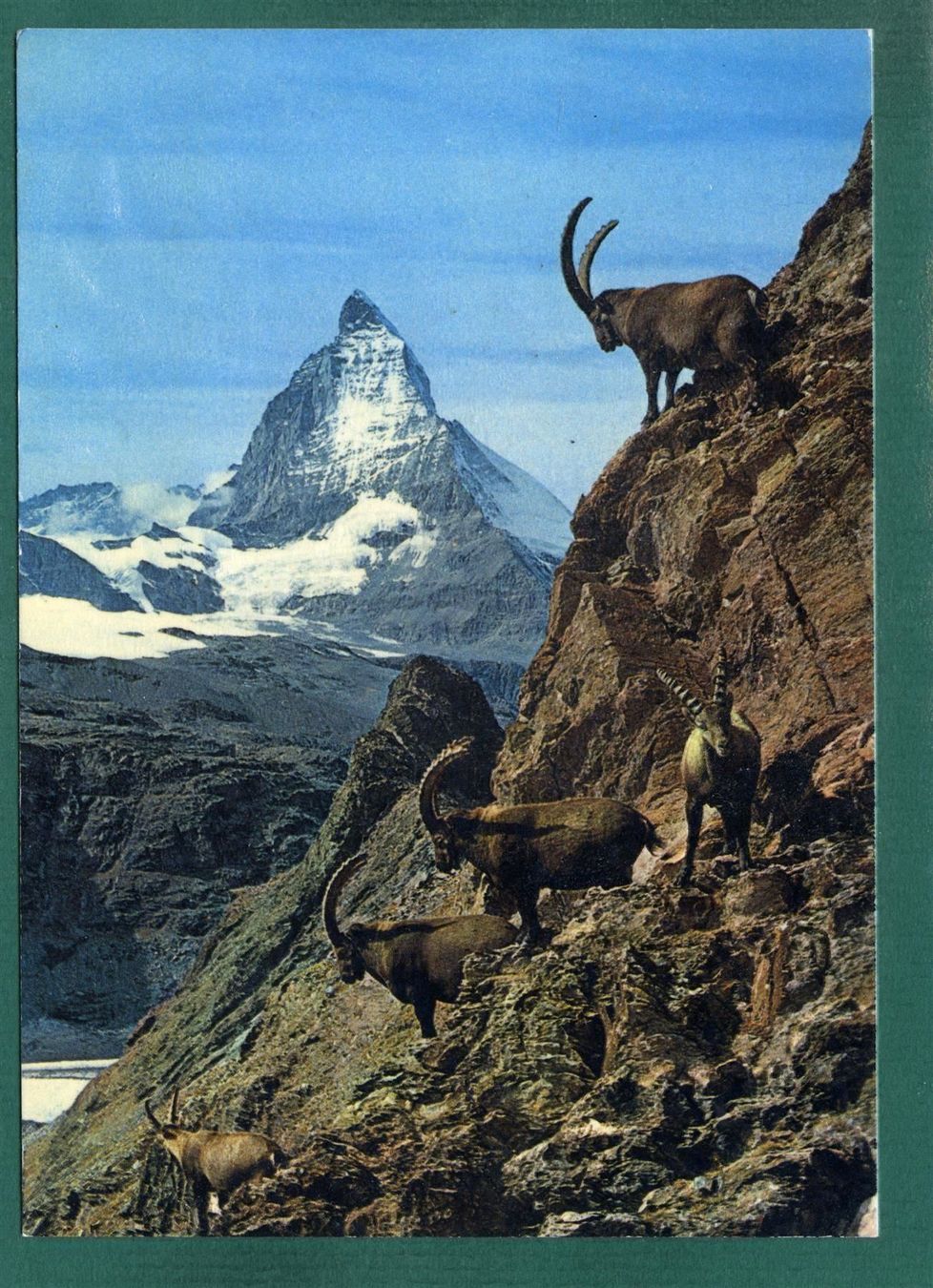 Zermatt, 1980, Steinwild und Matterhorn (Gebraucht) in Sargans für CHF 1 – mit Lieferung auf ...
