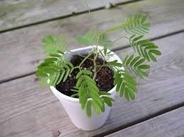 Acacia simplex PLANTE ETHNOBOTANIQUE 3g (Neu und originalverpackt) in ...