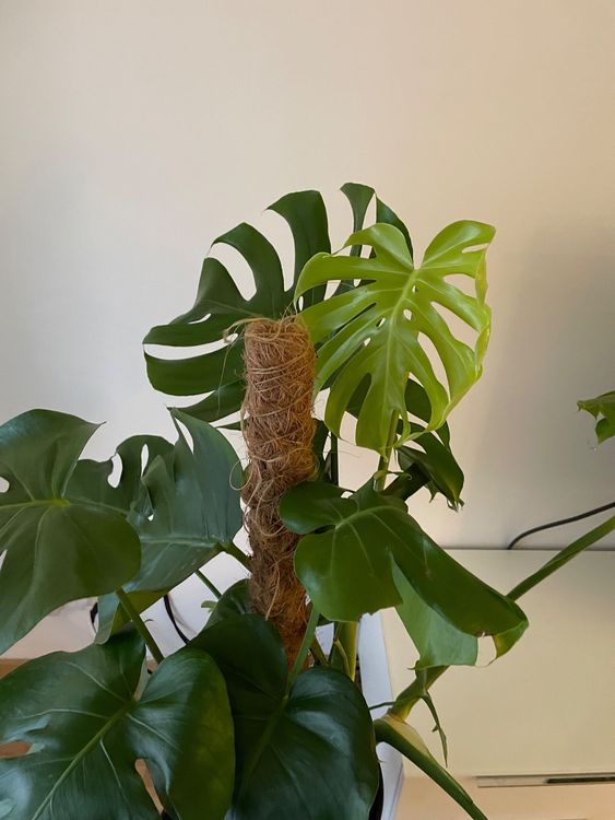 Monstera deliciosa Pflanze mit Moosstab ohne Übertopf (Gebraucht) in ...