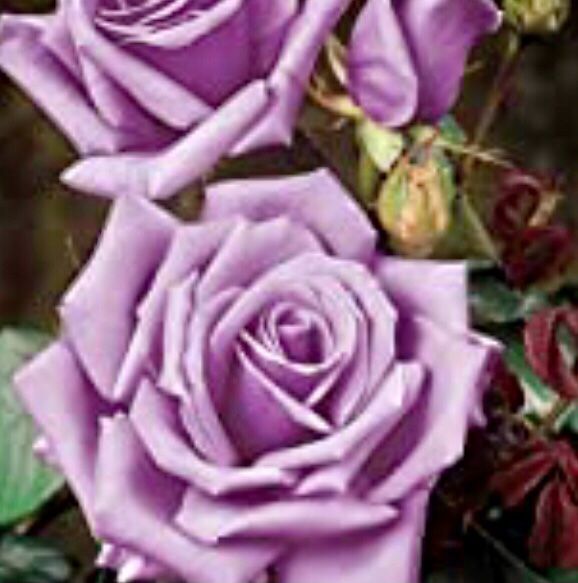 Rose Theahybrid "TRANDAFIR" hellviolett (Stamm mit 50 cm Wur (Neu und ...