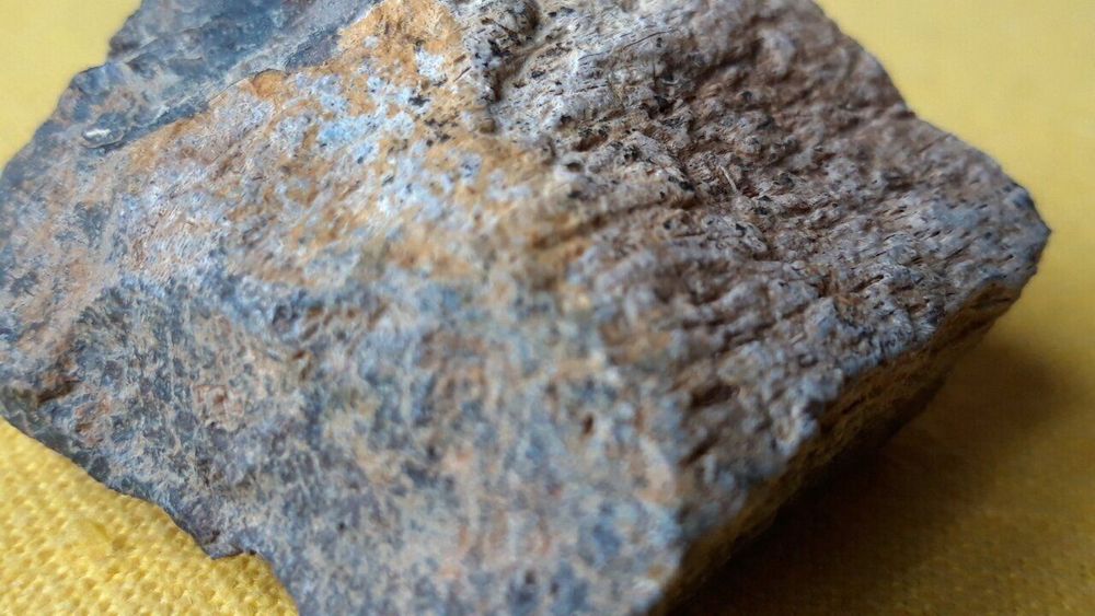 versteinerter Dinosaurier-Knochen Fossil (Gebraucht) in Egg b. Zürich ...