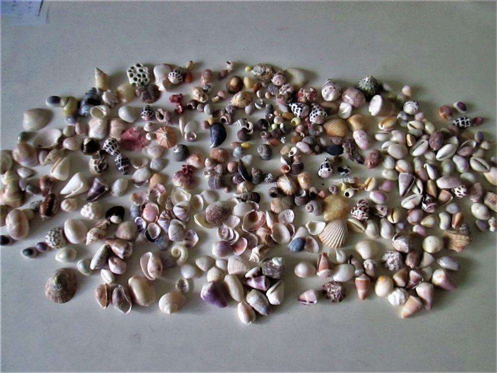 Mini-Muscheln (Gebraucht) in Sementina für CHF 30 – mit Lieferung auf ...